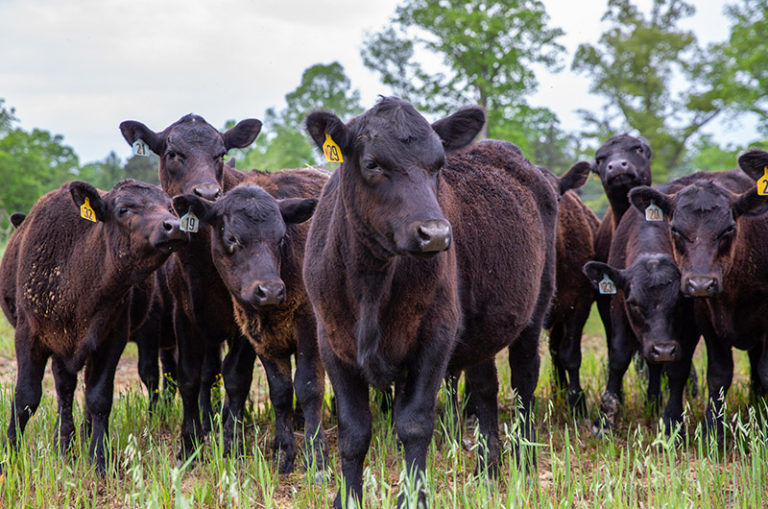 The Ethics of Eating Meat